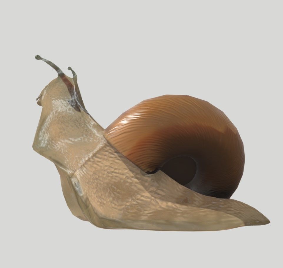 Snail Animated free VR / AR / low-poly 3D model animated rigged | CGTrader