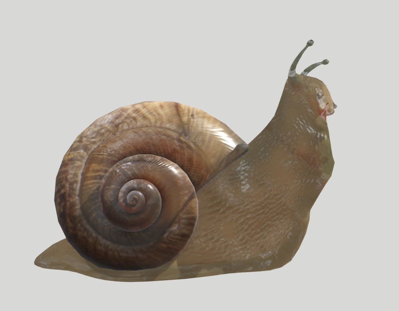 Snail Animated free VR / AR / low-poly 3D model animated rigged | CGTrader