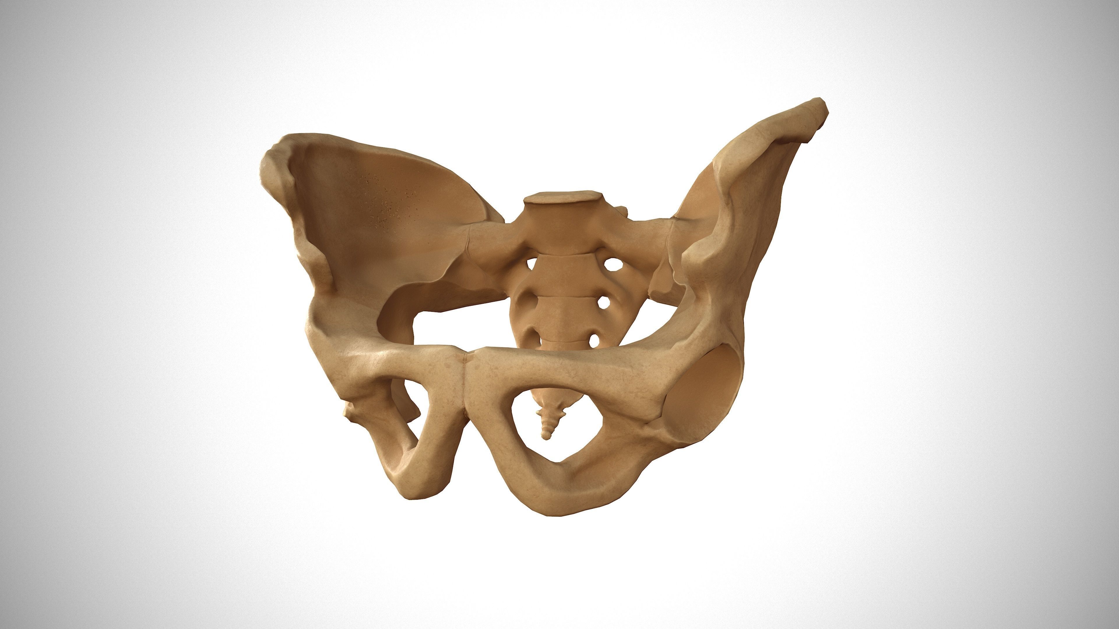 3D model human pelvis low poly VR / AR / low-poly | CGTrader
