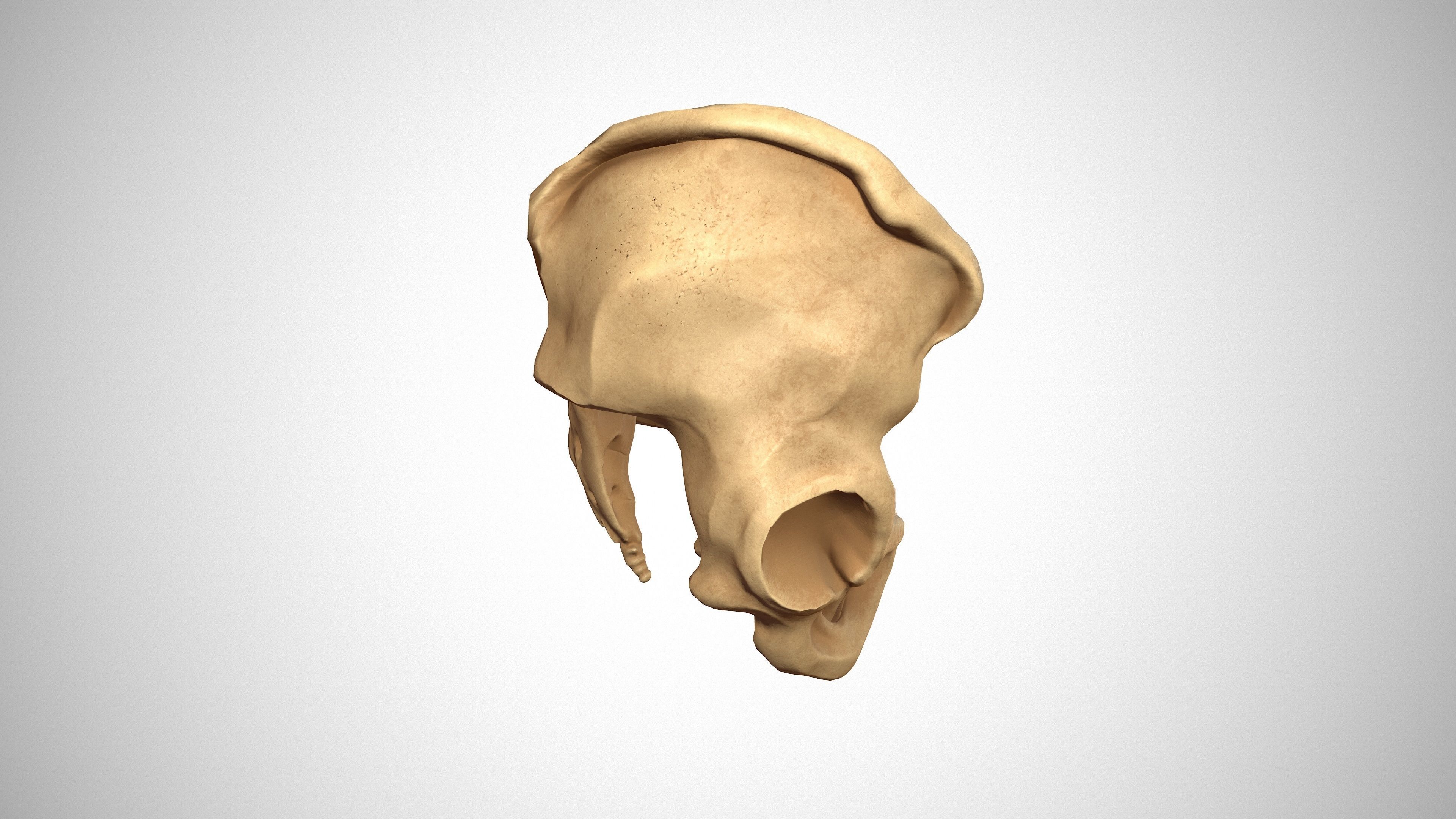 3D model human pelvis low poly VR / AR / low-poly | CGTrader