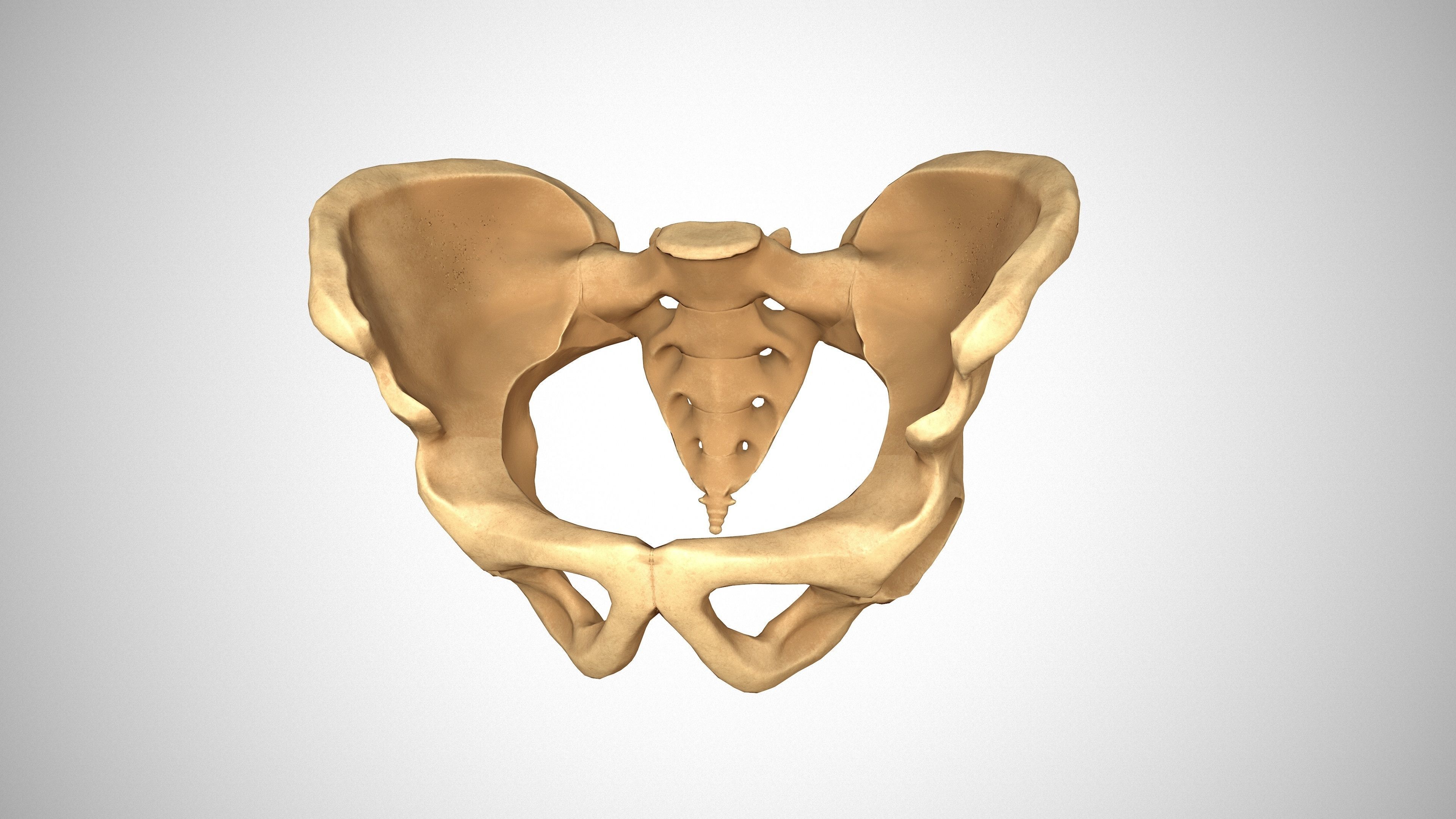3D model human pelvis low poly VR / AR / low-poly | CGTrader
