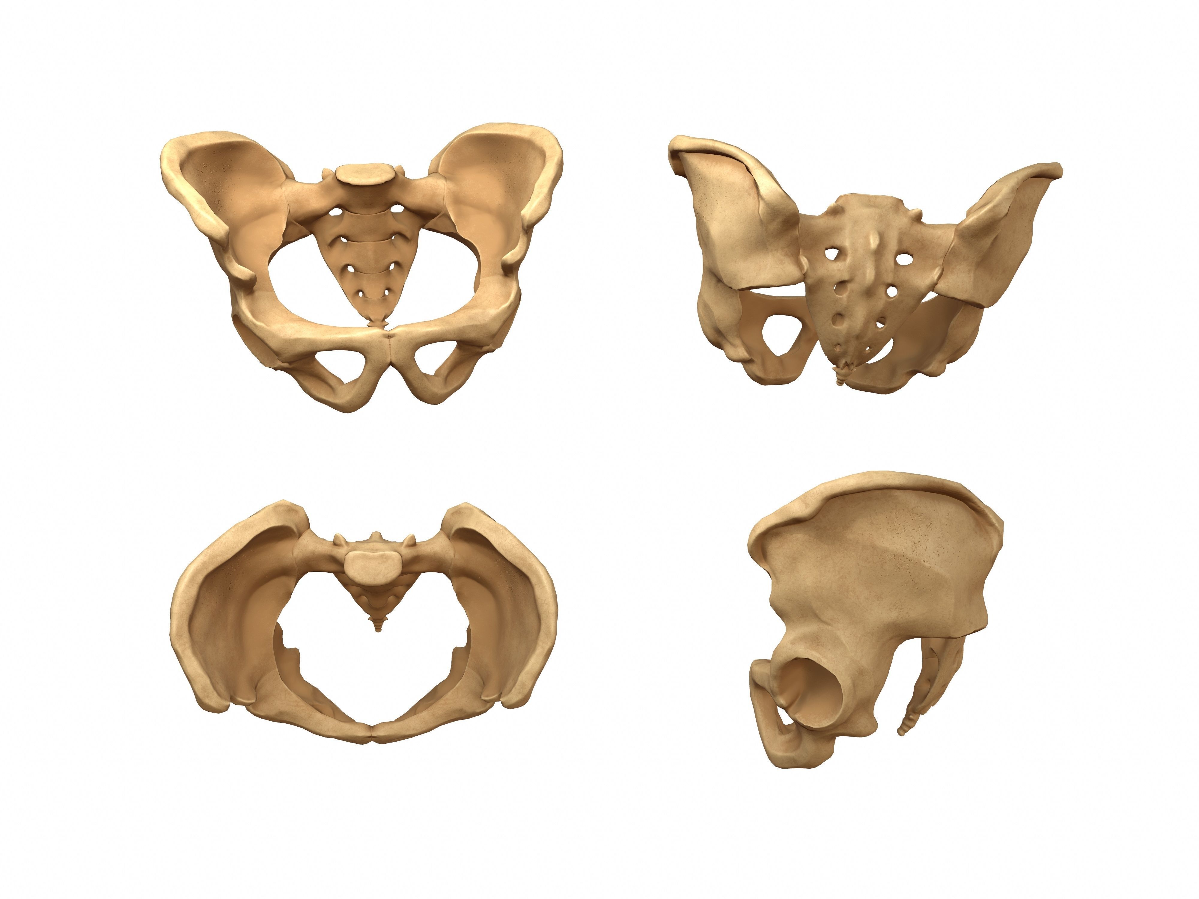 3D model human pelvis low poly VR / AR / low-poly | CGTrader