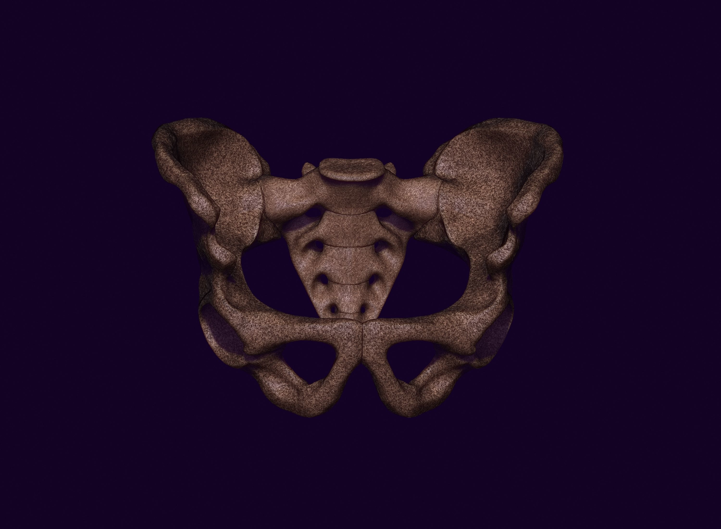 human pelvis printable 3D model 3D printable | CGTrader