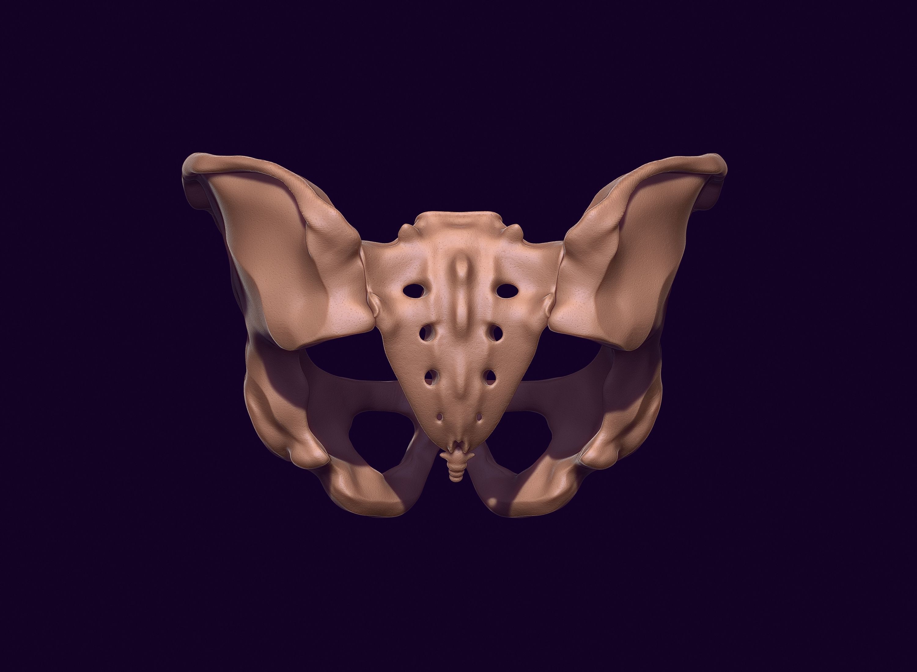human pelvis printable 3D model 3D printable | CGTrader