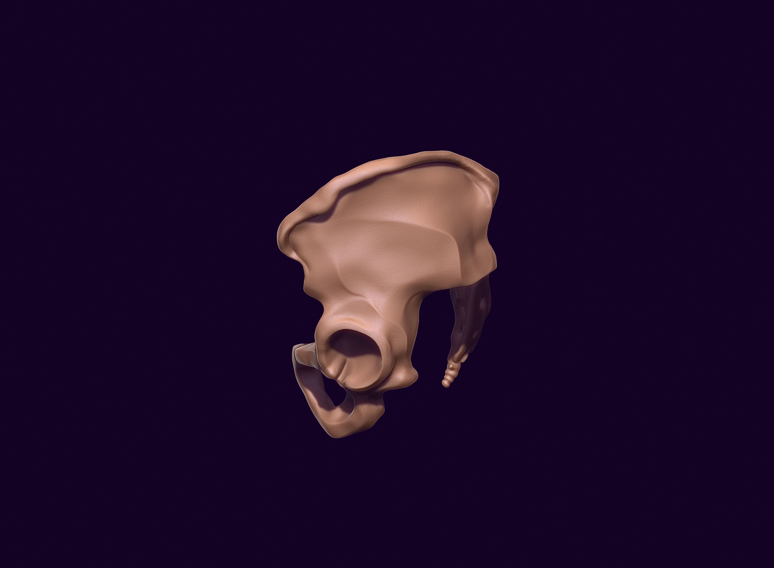 human pelvis printable 3D model 3D printable | CGTrader