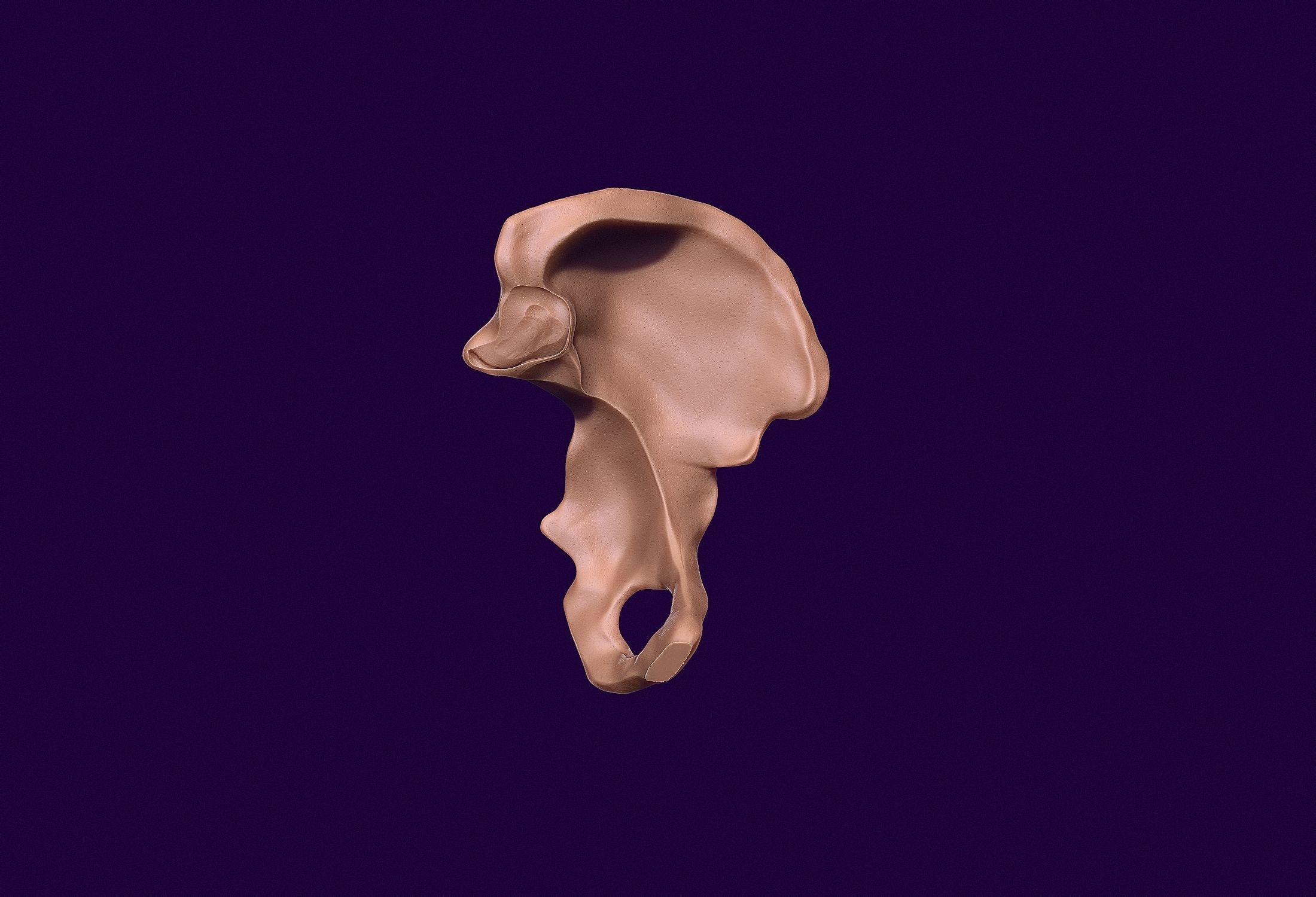 human pelvis printable 3D model 3D printable | CGTrader