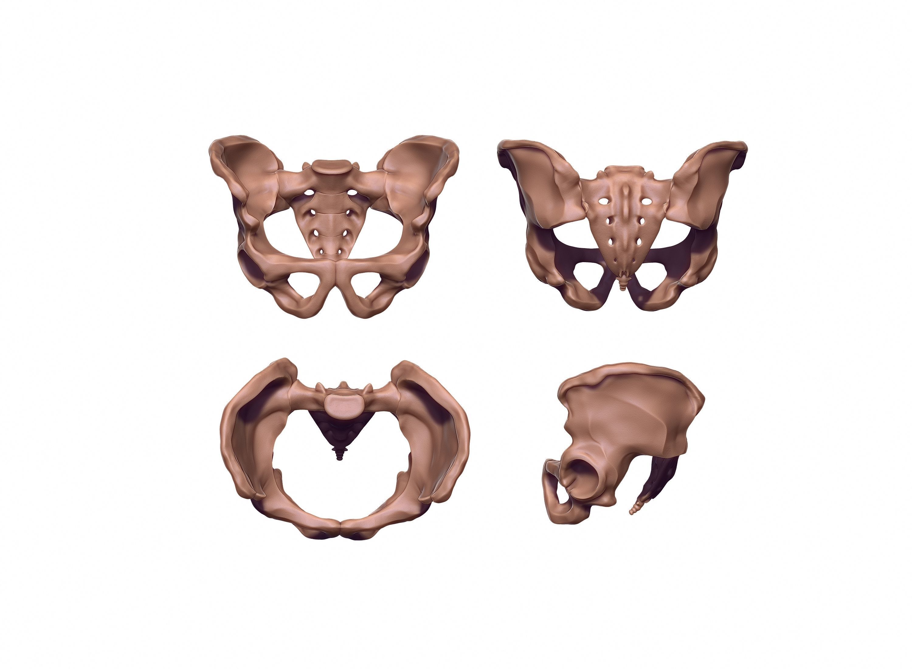 human pelvis printable 3D model 3D printable | CGTrader