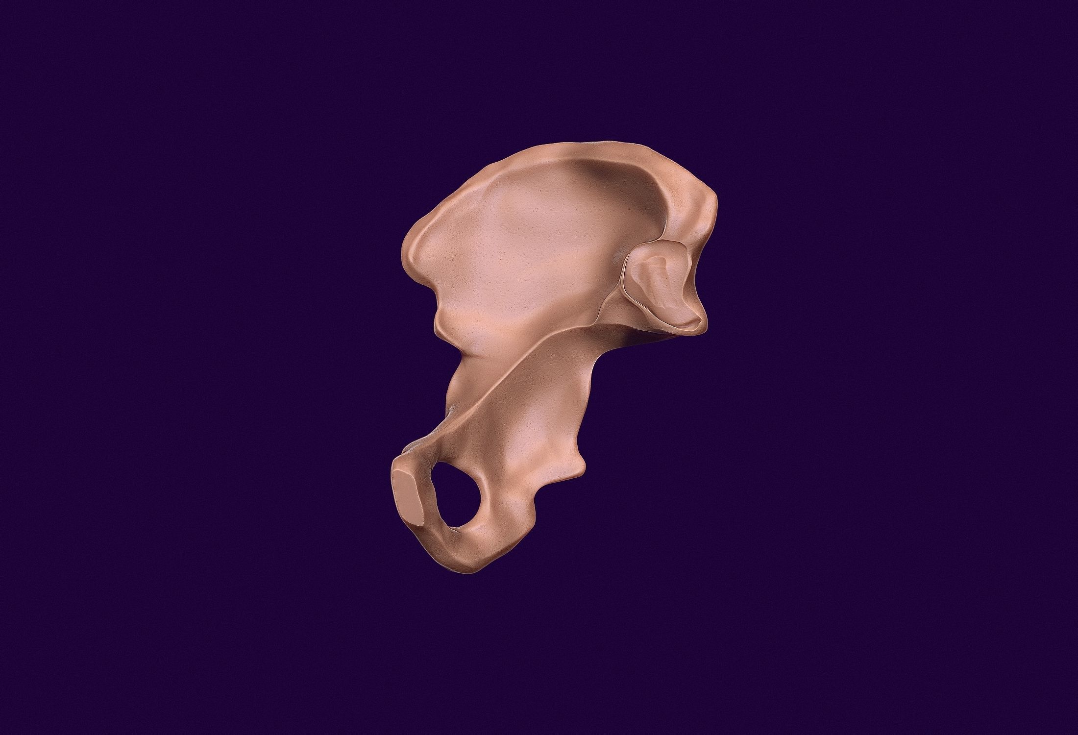 human pelvis printable 3D model 3D printable | CGTrader