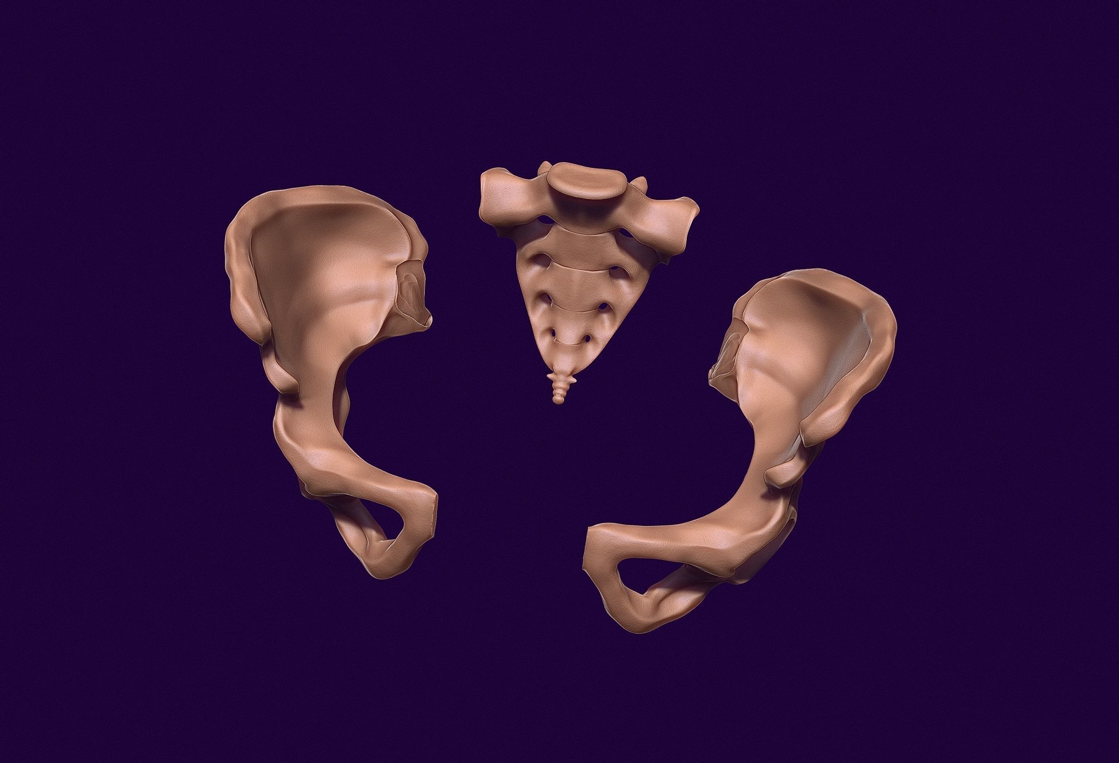 human pelvis printable 3D model 3D printable | CGTrader