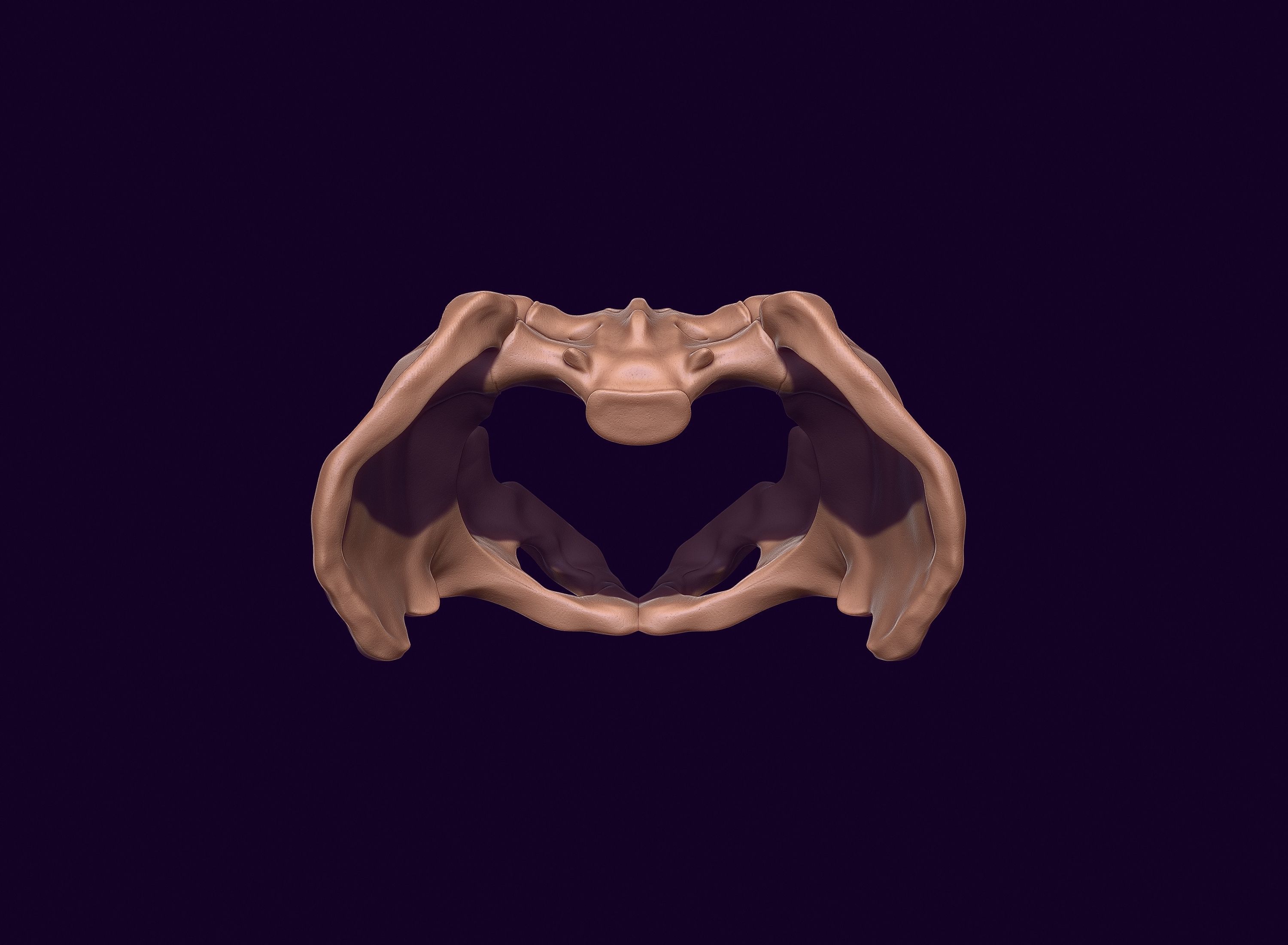 human pelvis printable 3D model 3D printable | CGTrader
