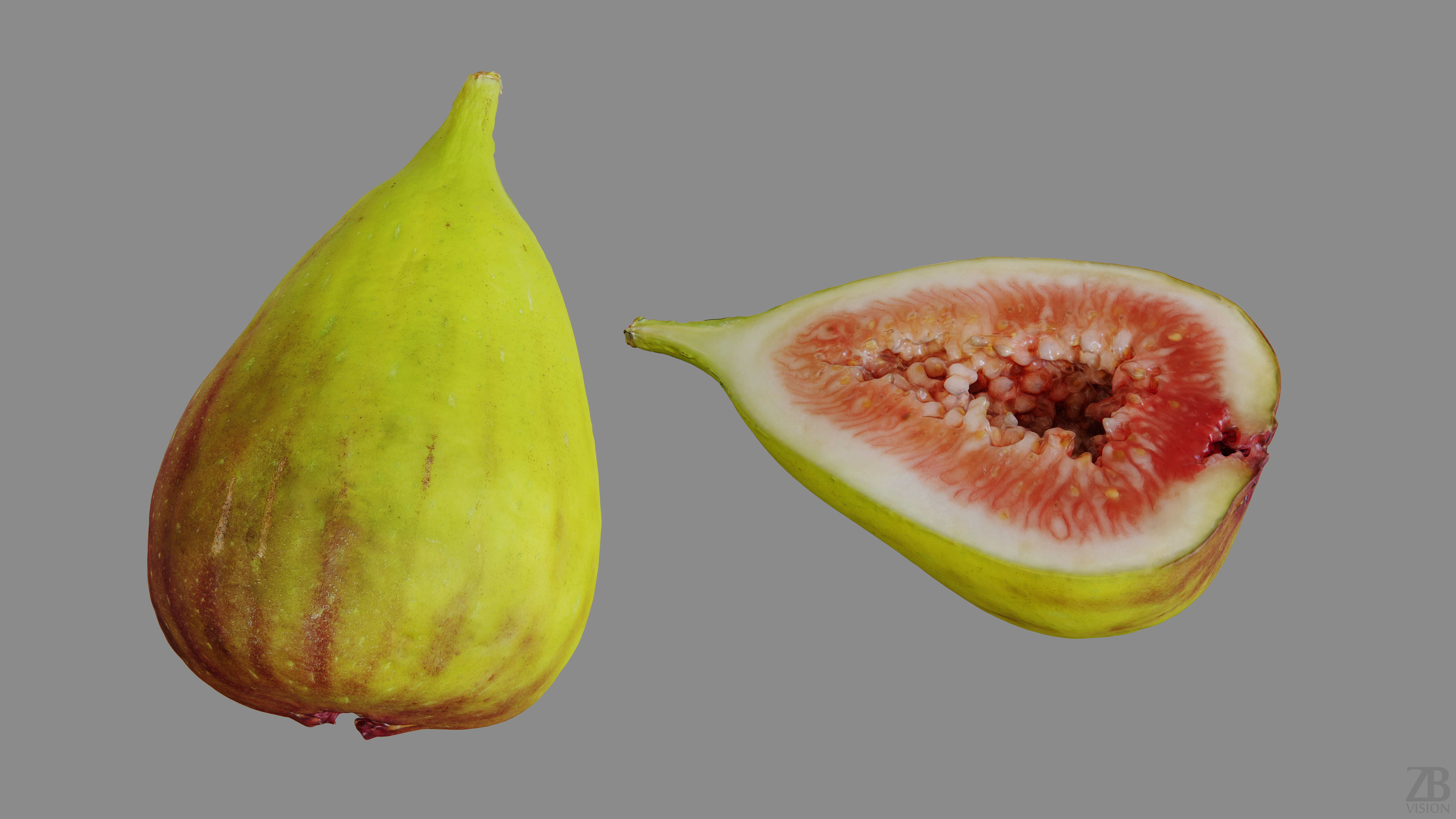 Fig 3D model | CGTrader