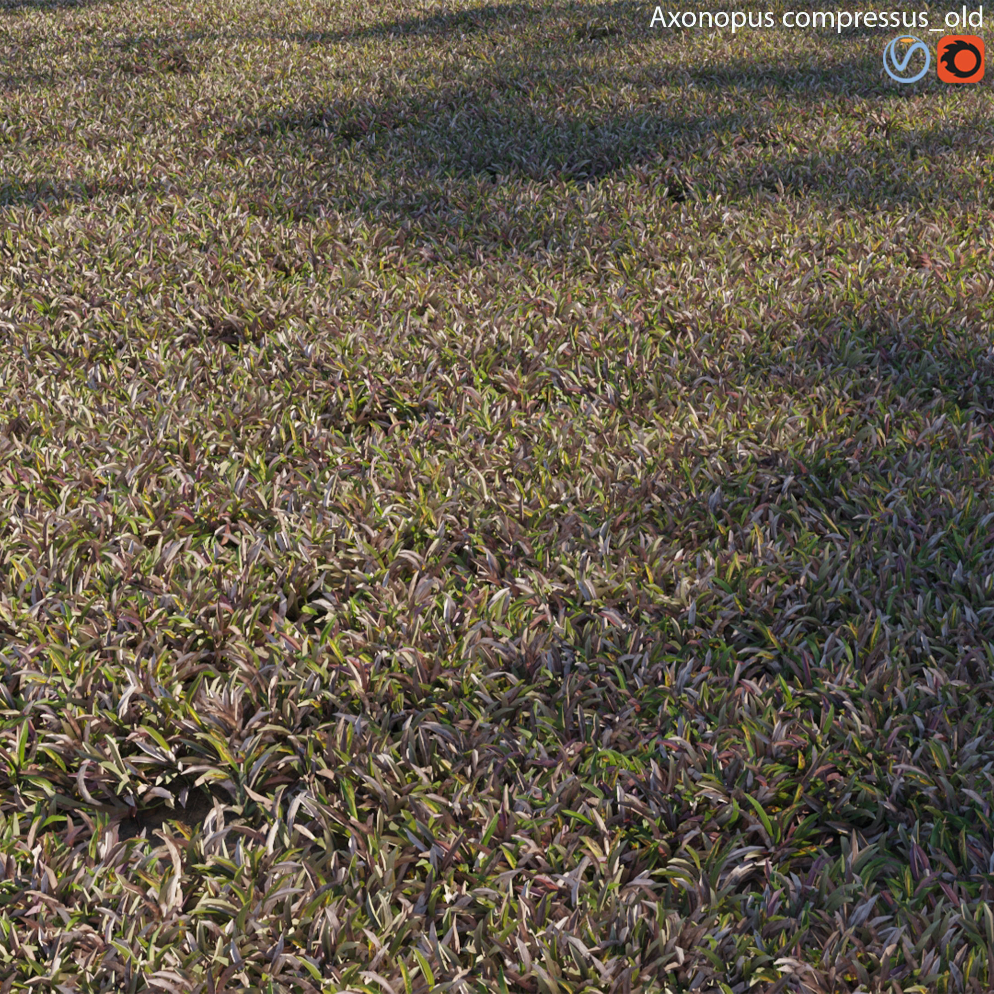 Axonopus compressus old 3D model | CGTrader