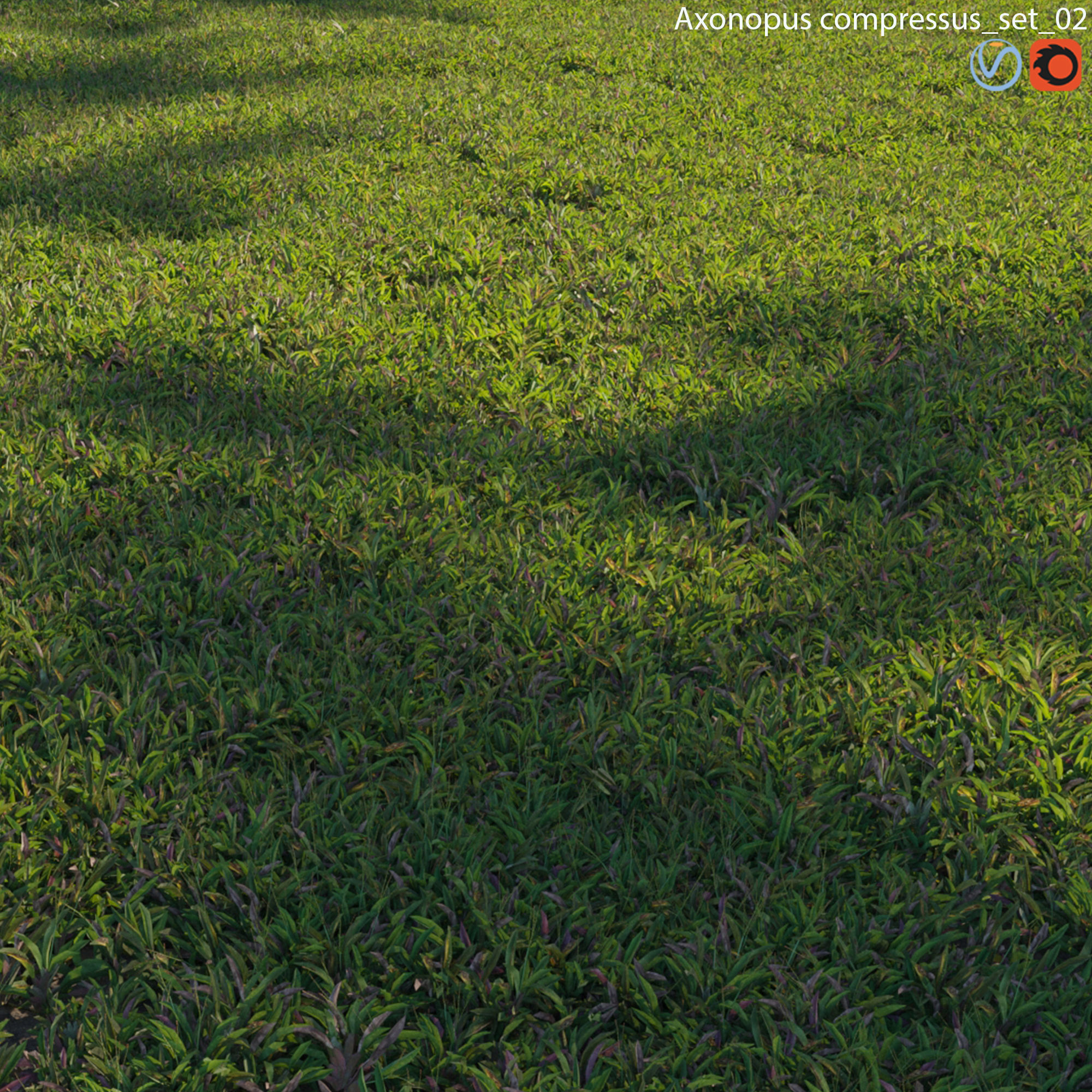 Axonopus compressus 02 3D model | CGTrader