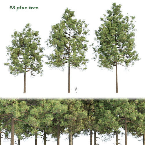 pine trees collection vol 51 3D model | CGTrader