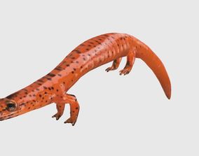 Salamander 3D Models | CGTrader
