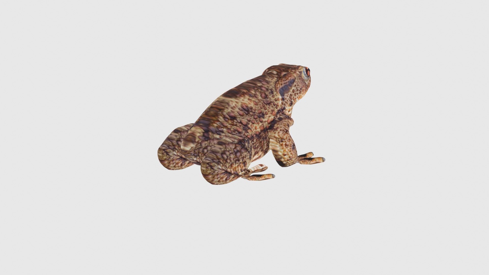 3D model Low Poly Toad Rigged With Realistic Texture VR / AR / low-poly ...