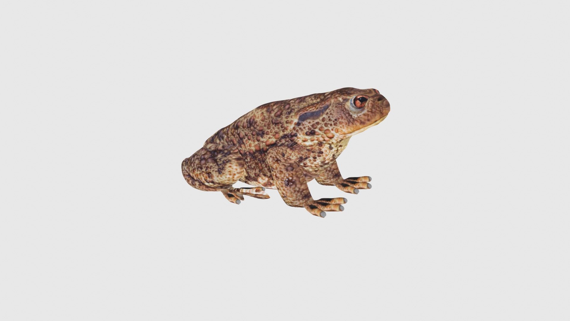 3D model Low Poly Toad Rigged With Realistic Texture VR / AR / low-poly ...
