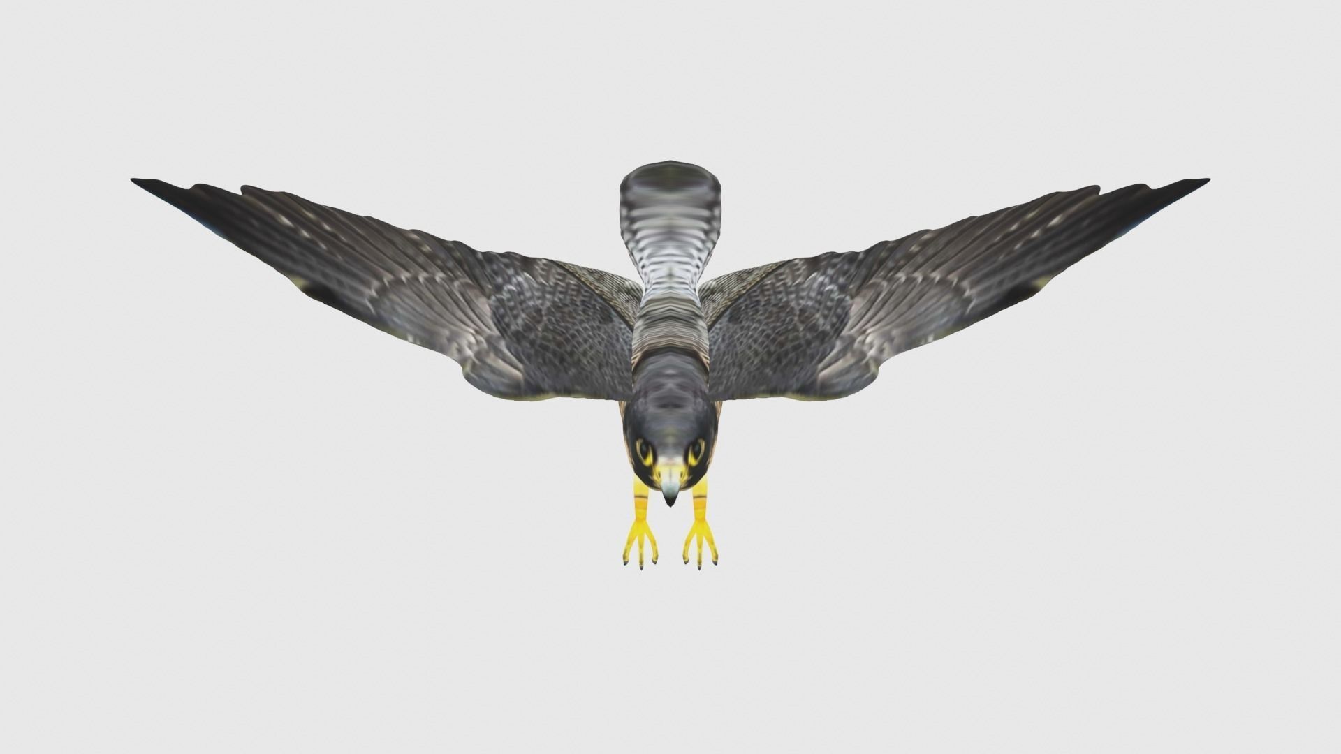 3D model Low Poly Falcon Rigged With Realistic Texture VR / AR / low ...