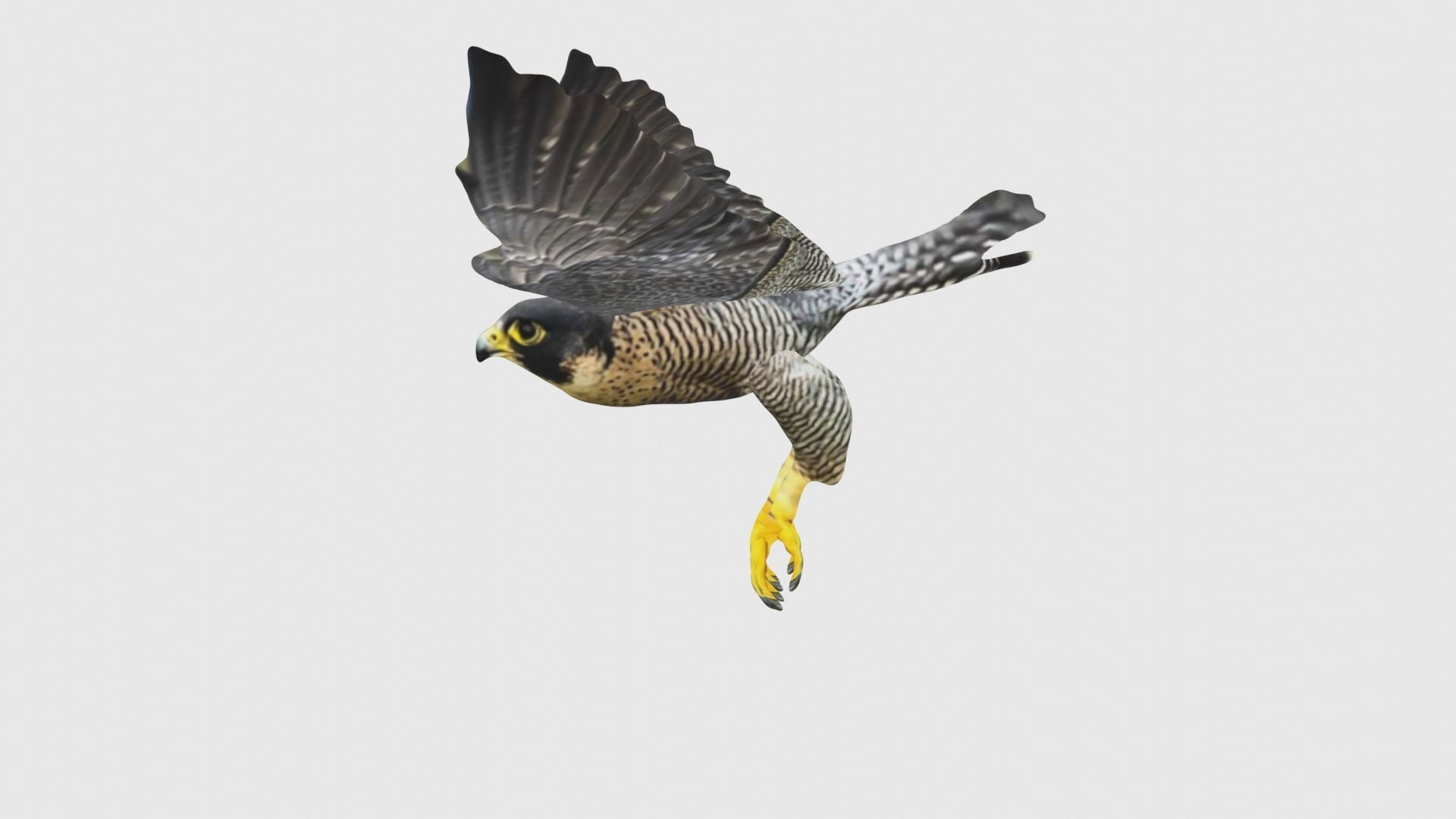 3D model Low Poly Falcon Rigged With Realistic Texture VR / AR / low ...