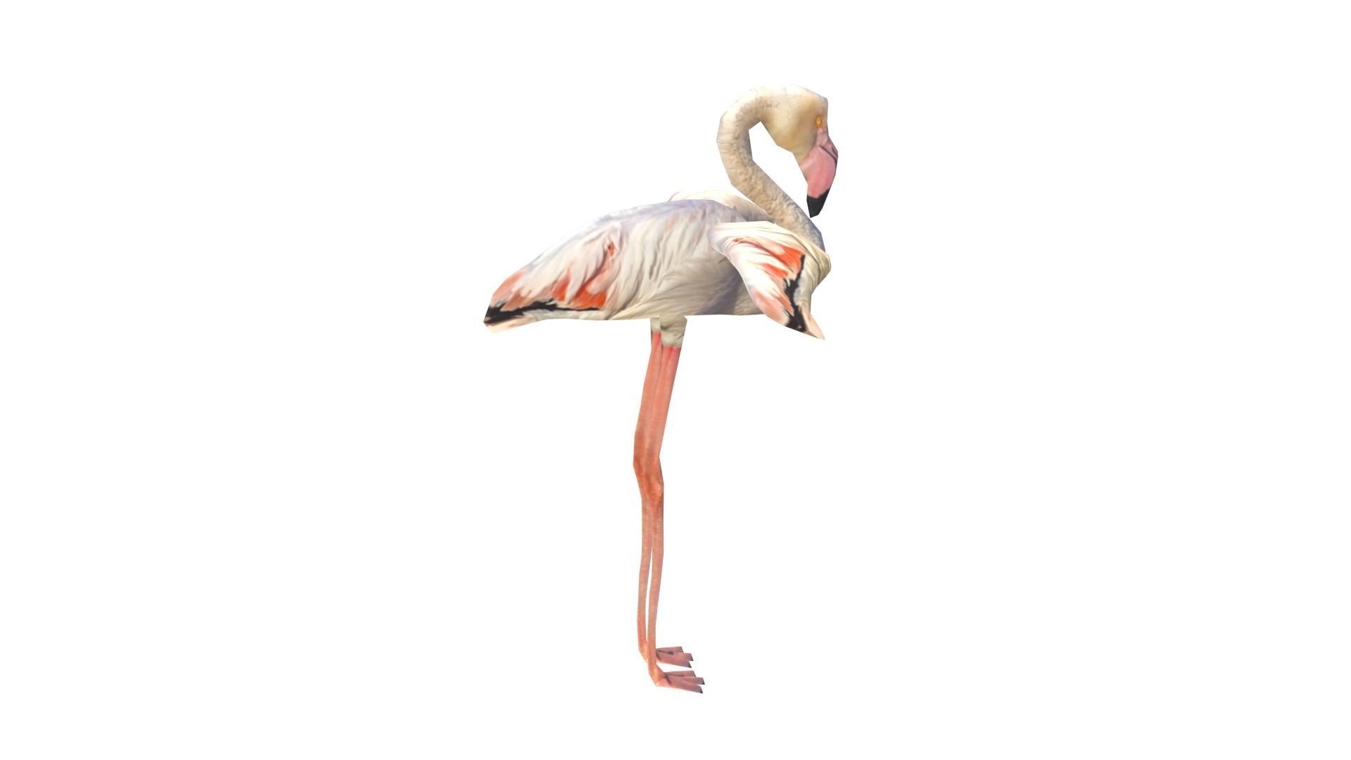 3D model Low Poly Flamingo Rigged With Realistic Texture VR / AR / low ...