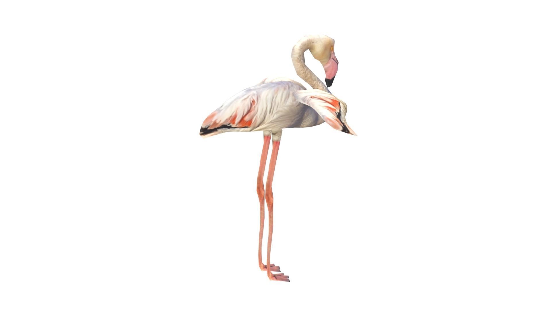 3D model Low Poly Flamingo Rigged With Realistic Texture VR / AR / low ...