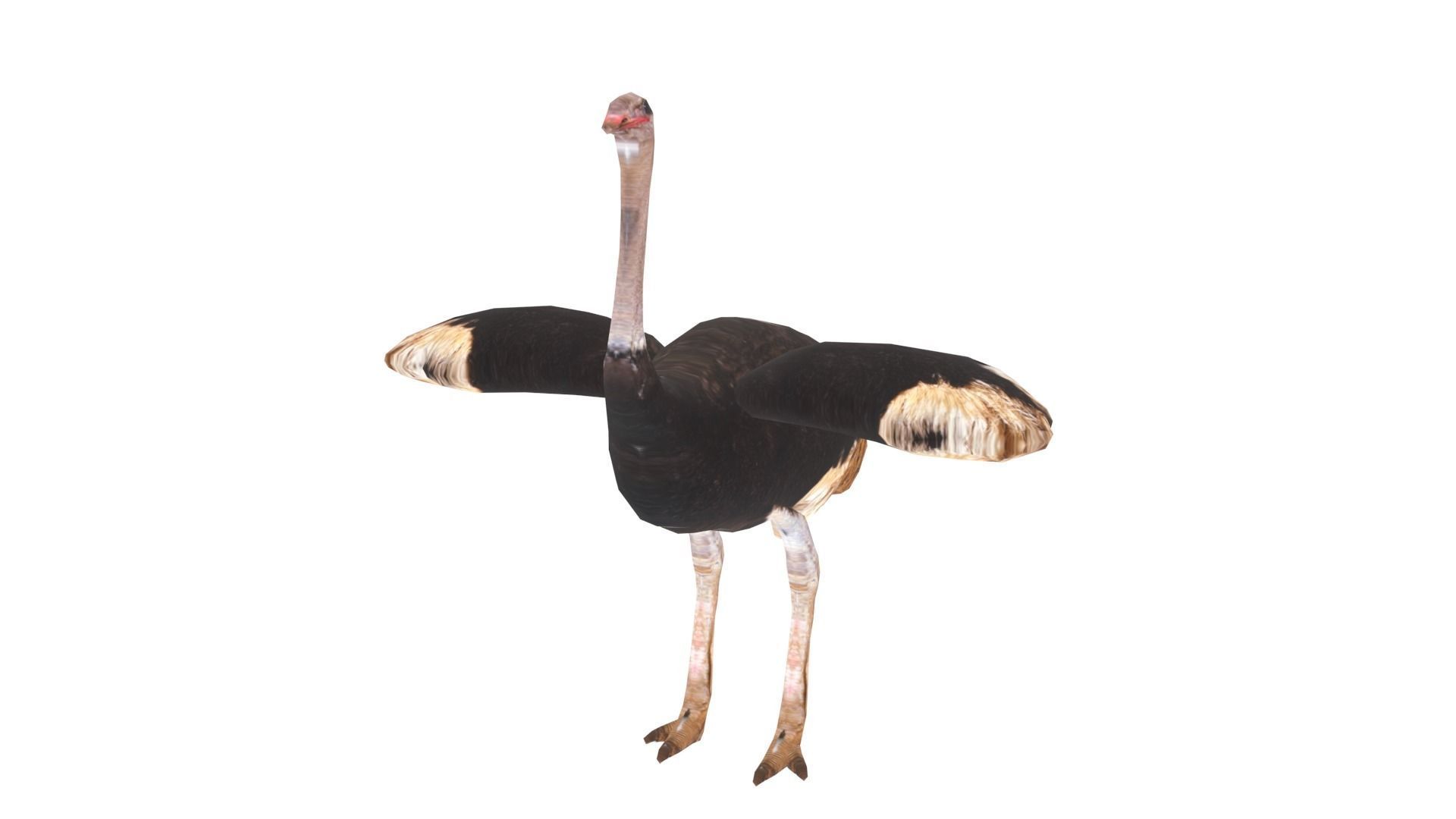 3D model Low Poly Ostrich Rigged With Realistic Texture VR / AR / low ...