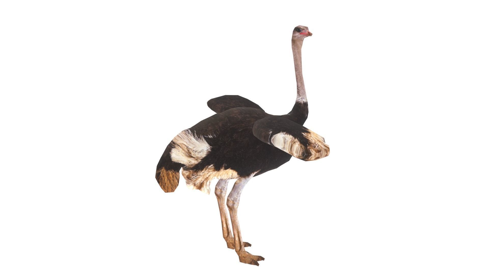 3D model Low Poly Ostrich Rigged With Realistic Texture VR / AR / low ...