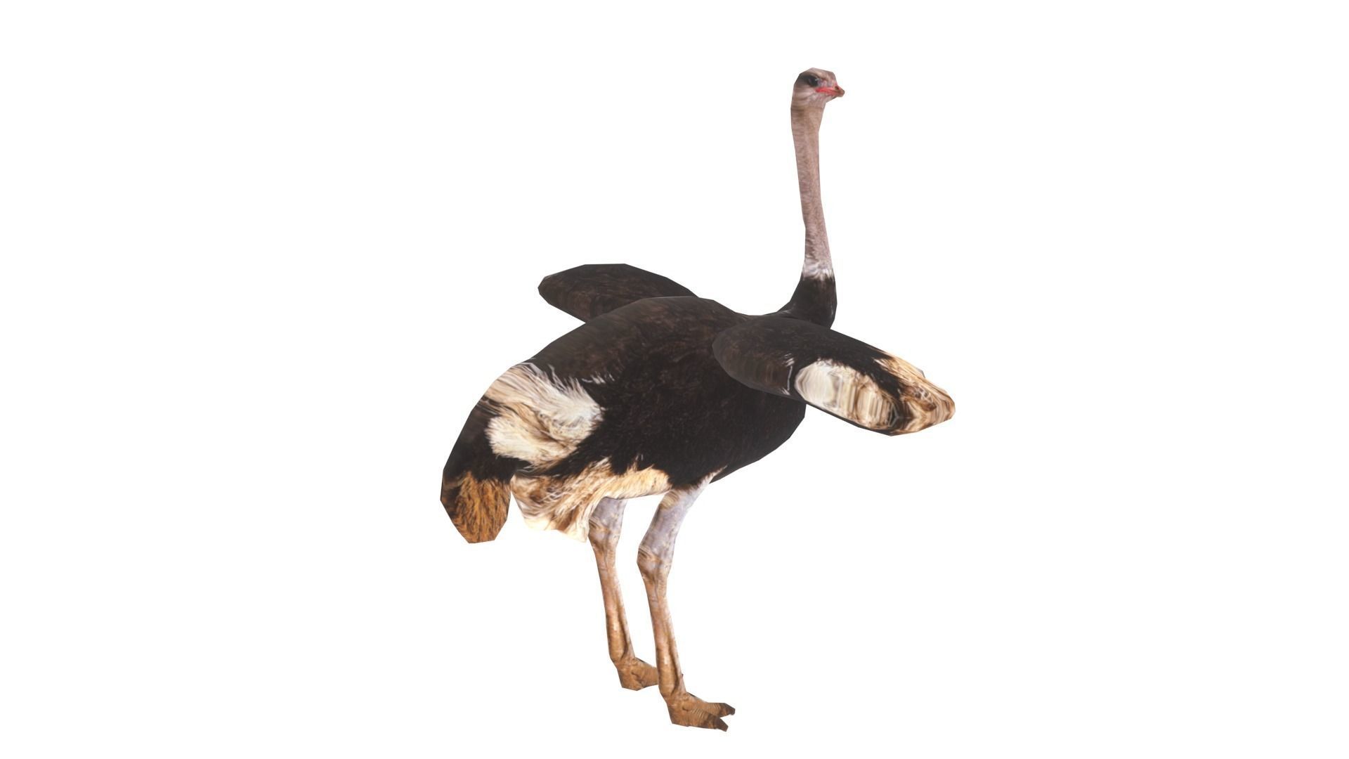 3D model Low Poly Ostrich Rigged With Realistic Texture VR / AR / low ...