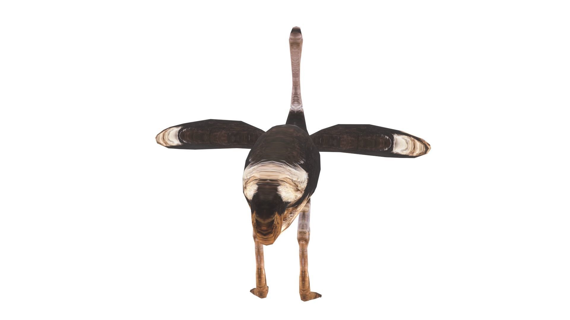 3D model Low Poly Ostrich Rigged With Realistic Texture VR / AR / low ...