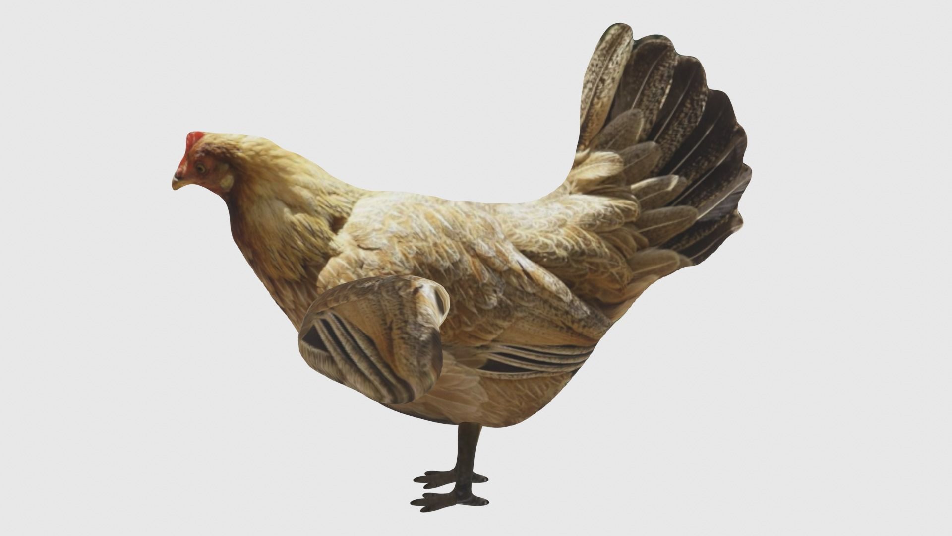 Low Poly Chicken Rigged With Realistic Texture 3D model rigged | CGTrader