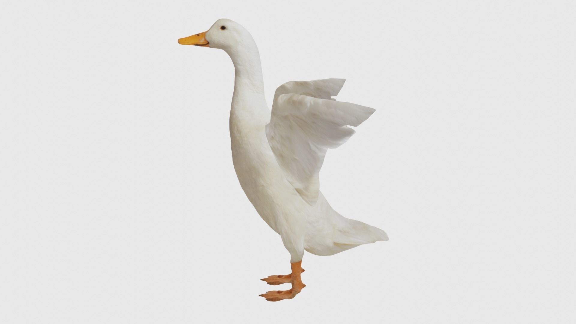 Low Poly Duck Rigged With Realistic Texture 3D model rigged | CGTrader