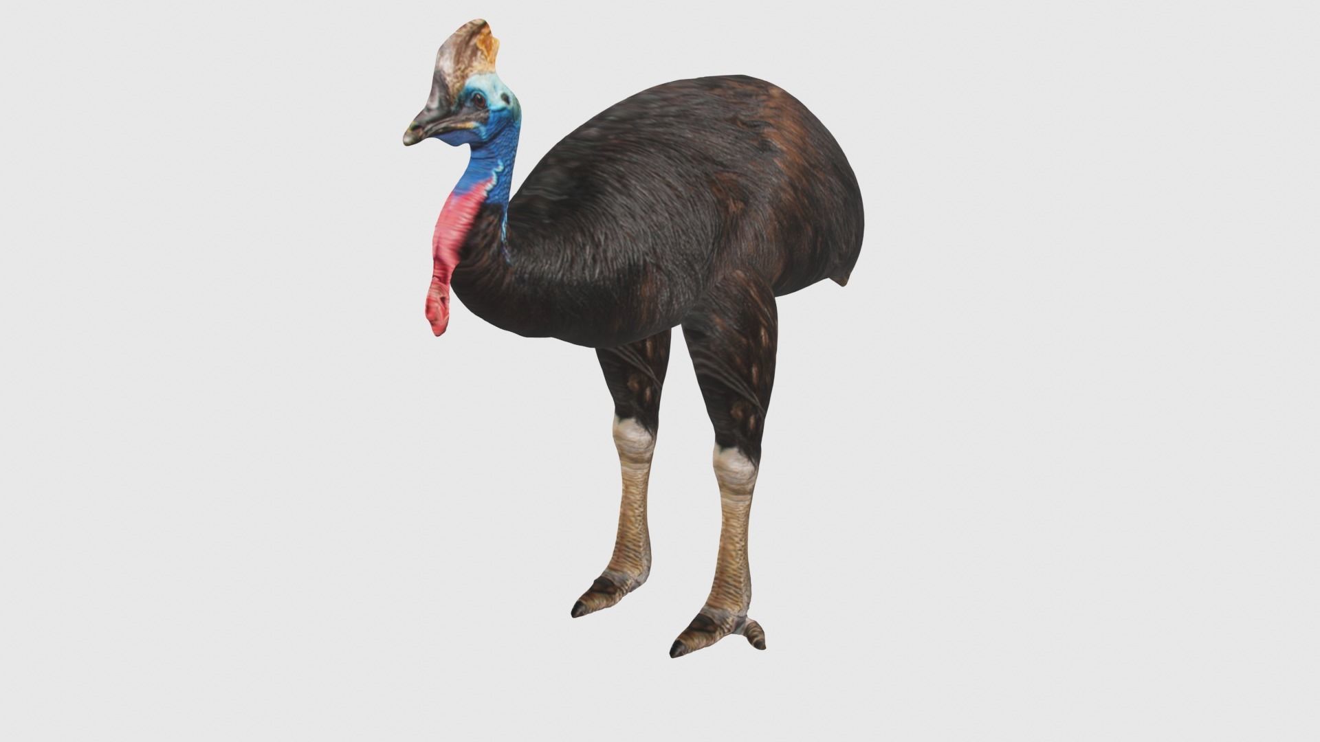3D model Low Poly Cassowary Rigged With Realistic Texture VR / AR / low ...