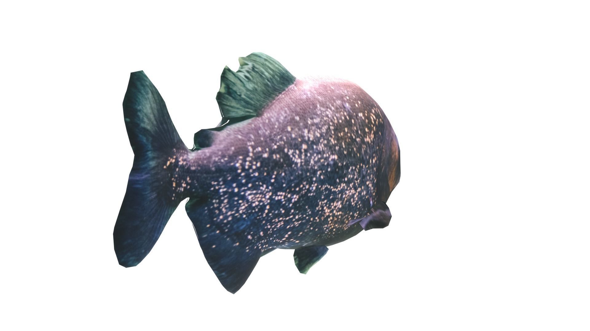 3D model Low Poly Piranha Rigged With Realistic Texture VR / AR / low ...