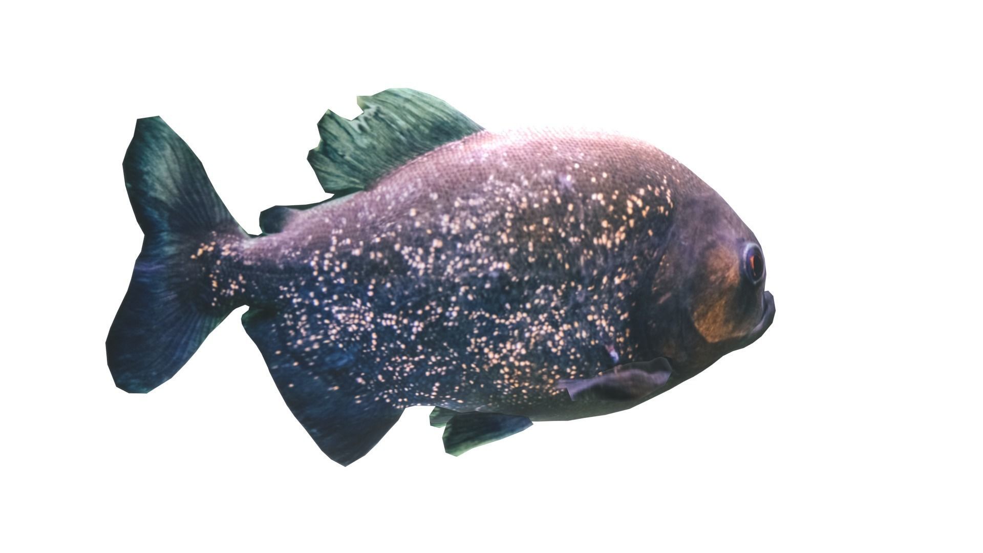 3D model Low Poly Piranha Rigged With Realistic Texture VR / AR / low ...