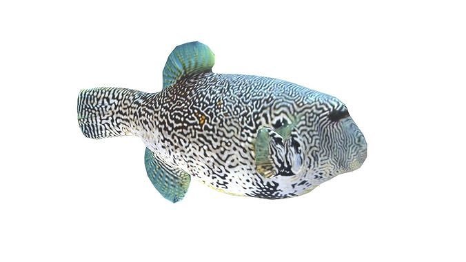 3D model Low Poly Pufferfish Rigged With Realistic Texture VR / AR ...
