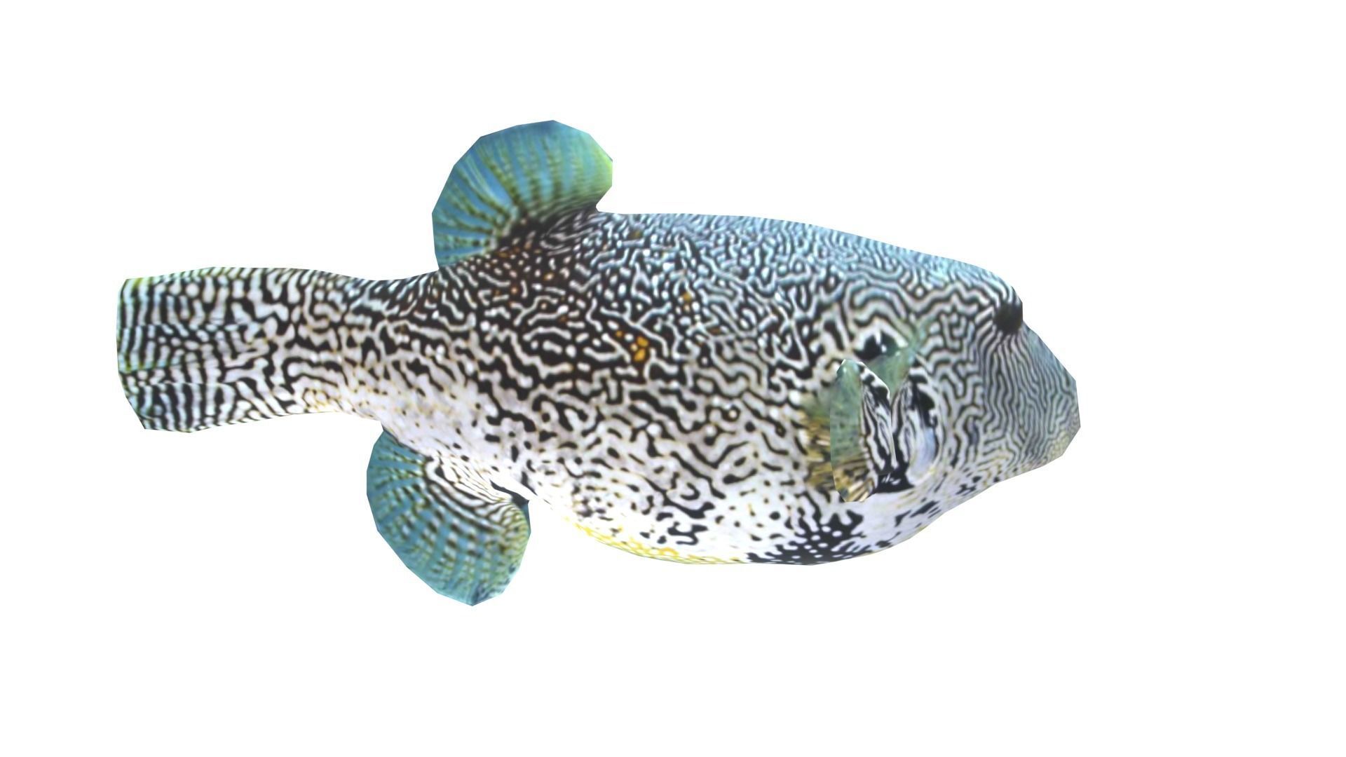 3D model Low Poly Pufferfish Rigged With Realistic Texture VR / AR ...