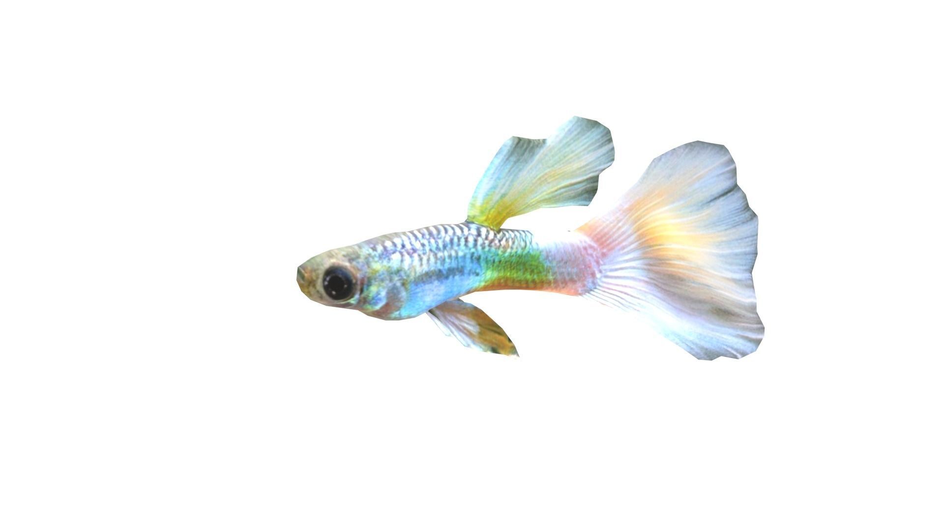 Low Poly Guppy Rigged With Realistic Texture 3D model rigged | CGTrader