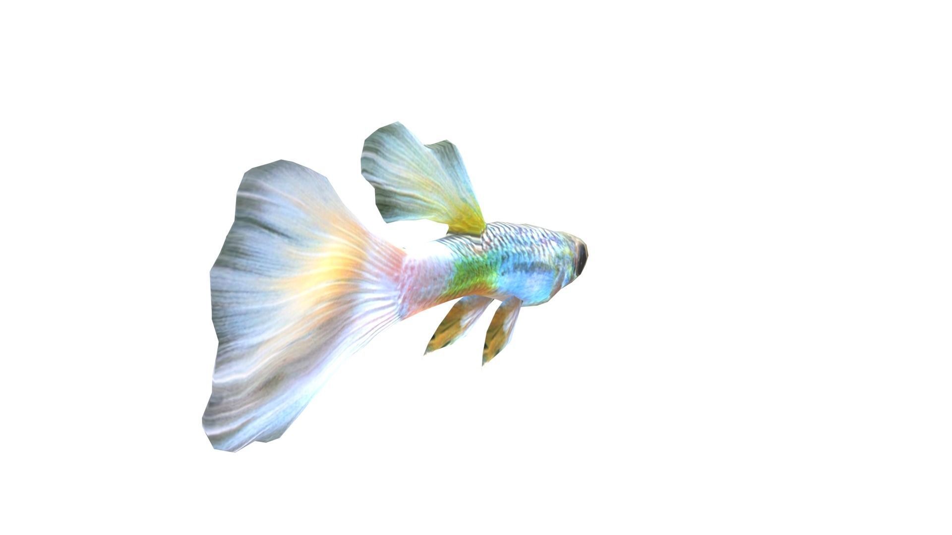 Low Poly Guppy Rigged With Realistic Texture 3D model rigged | CGTrader