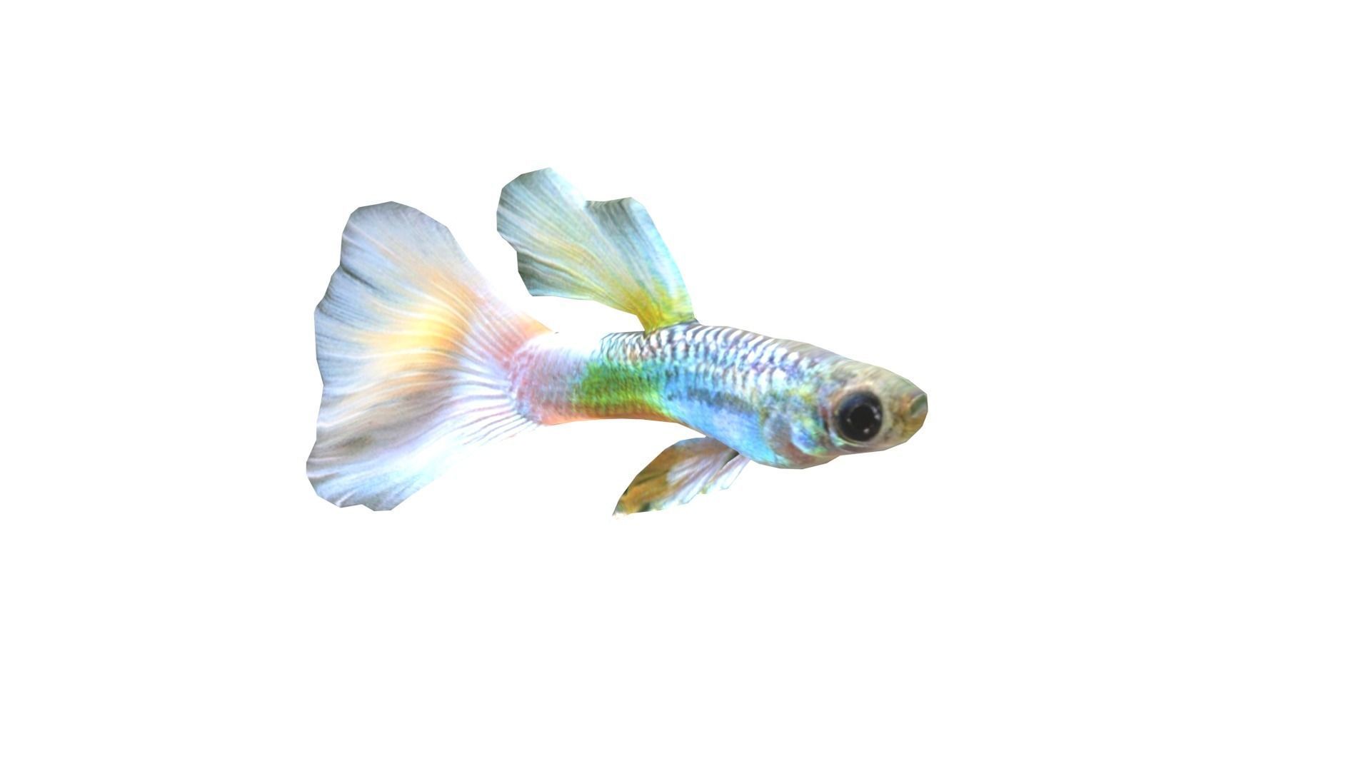 Low Poly Guppy Rigged With Realistic Texture 3D model rigged | CGTrader