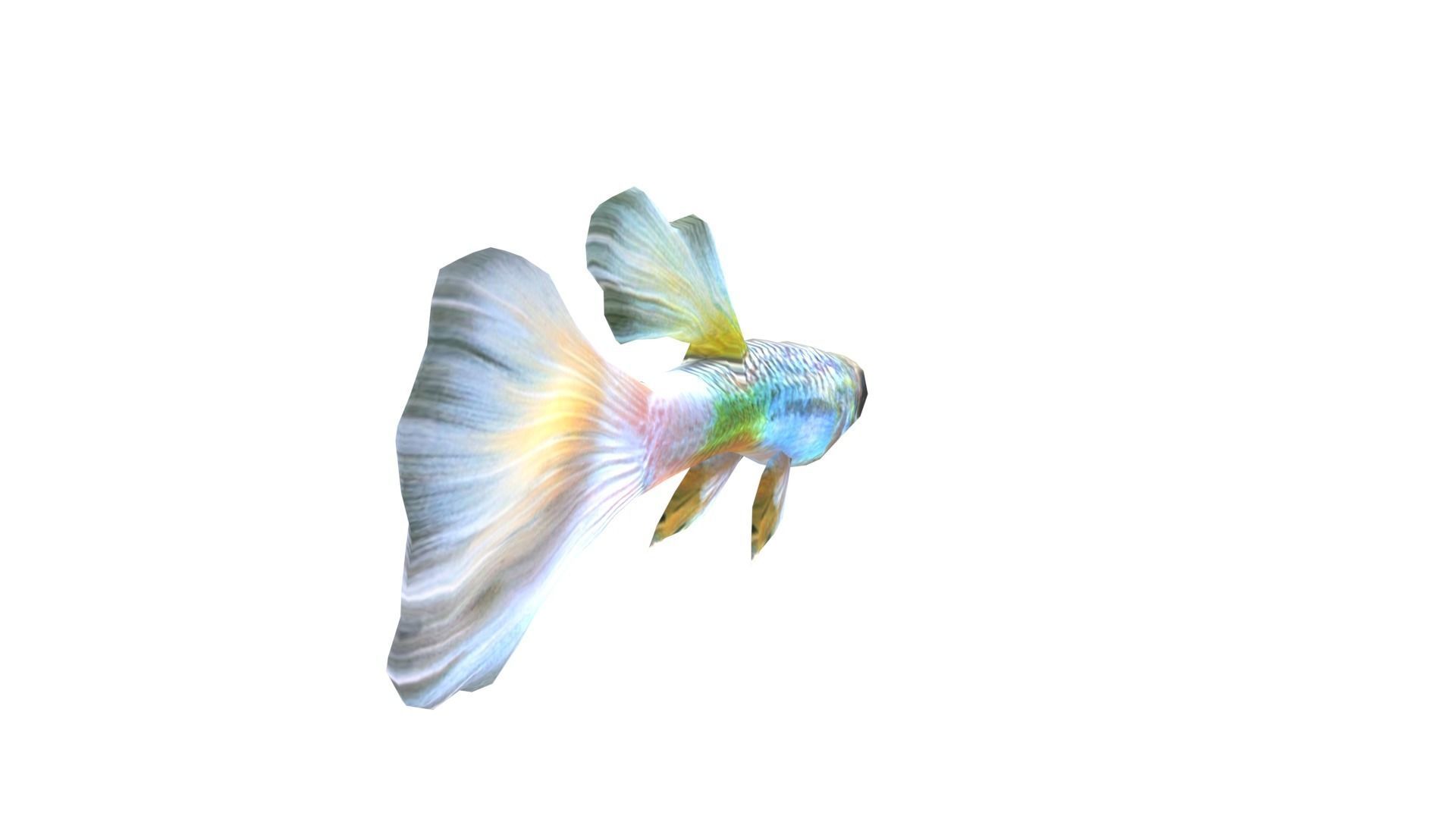 Low Poly Guppy Rigged With Realistic Texture 3D model rigged | CGTrader