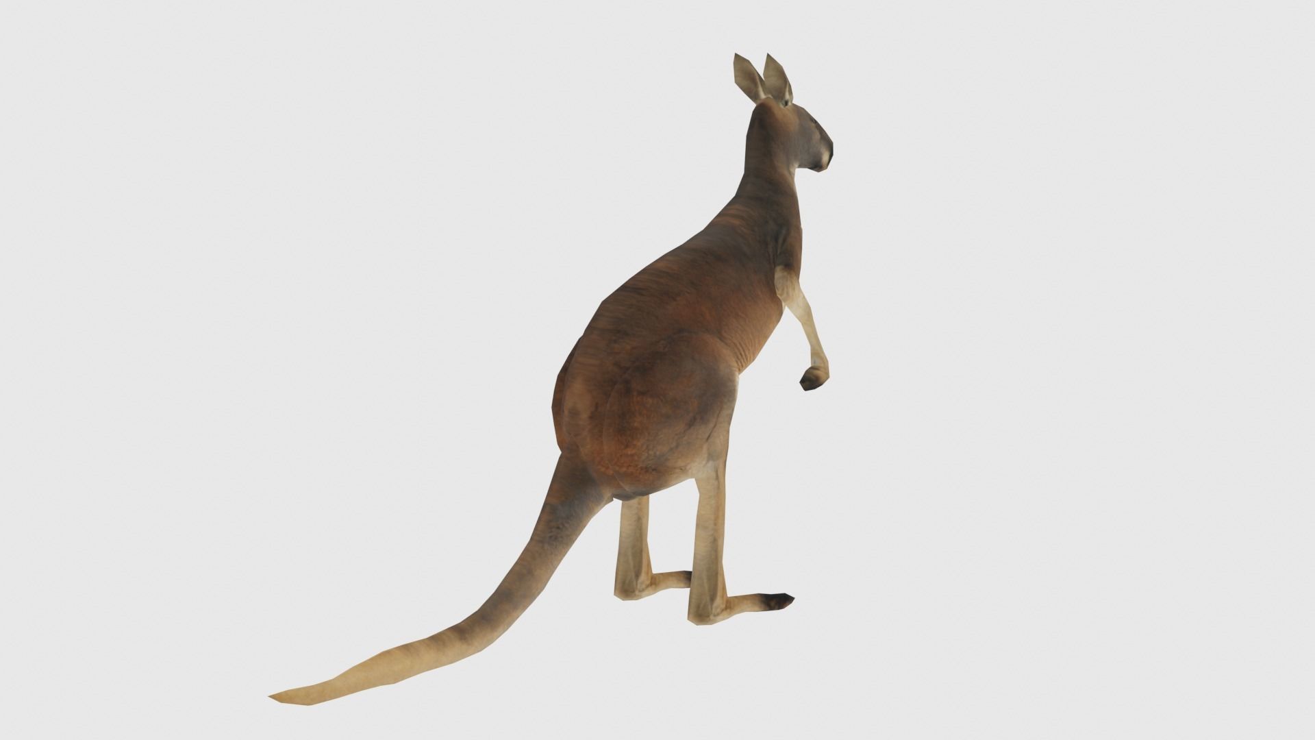 Low Poly Kangaroo Rigged With Realistic Texture 3D model rigged | CGTrader