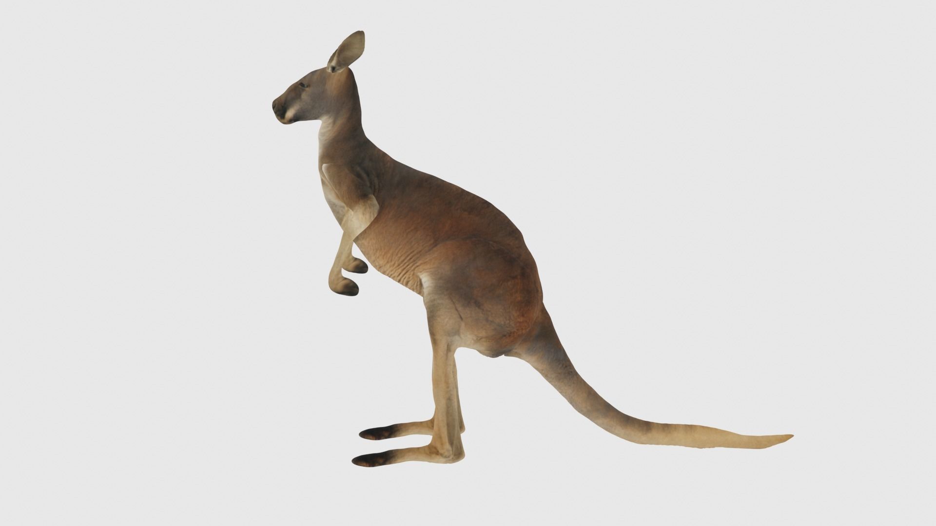 Low Poly Kangaroo Rigged With Realistic Texture 3D model rigged | CGTrader
