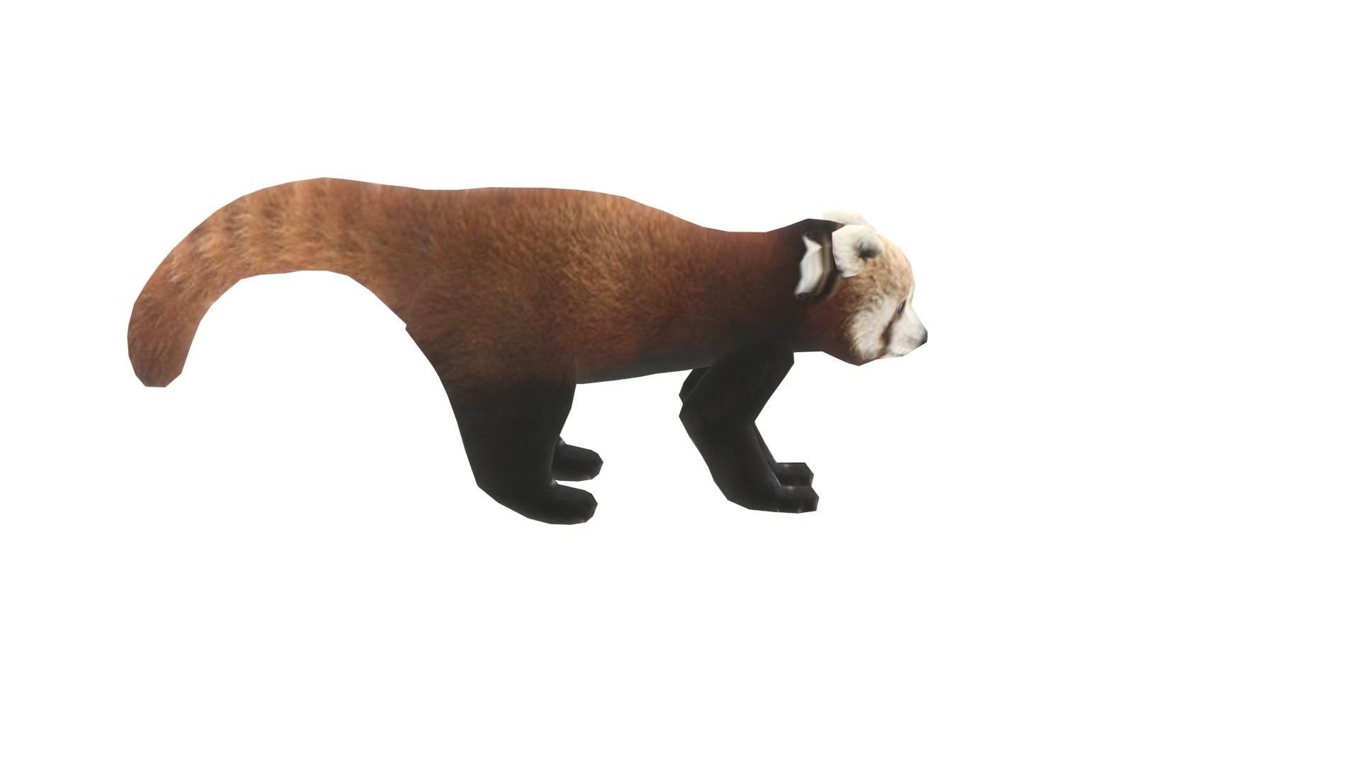Low Poly Red Panda Rigged With Realistic Texture 3D model rigged | CGTrader