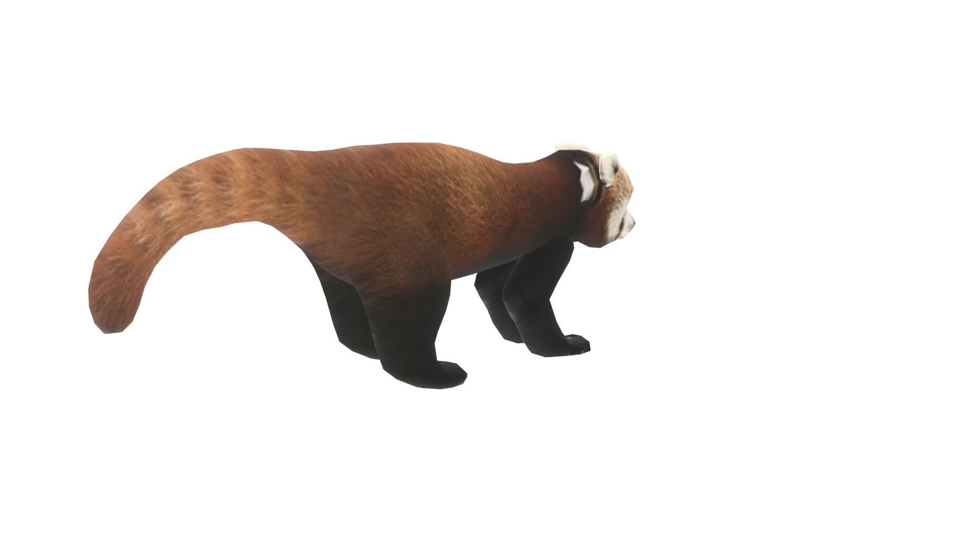 Low Poly Red Panda Rigged With Realistic Texture 3D model rigged | CGTrader