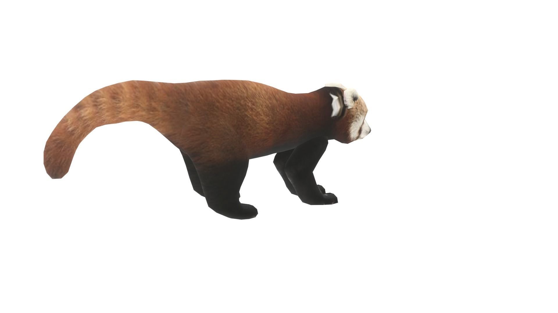 Low Poly Red Panda Rigged With Realistic Texture 3D model rigged | CGTrader