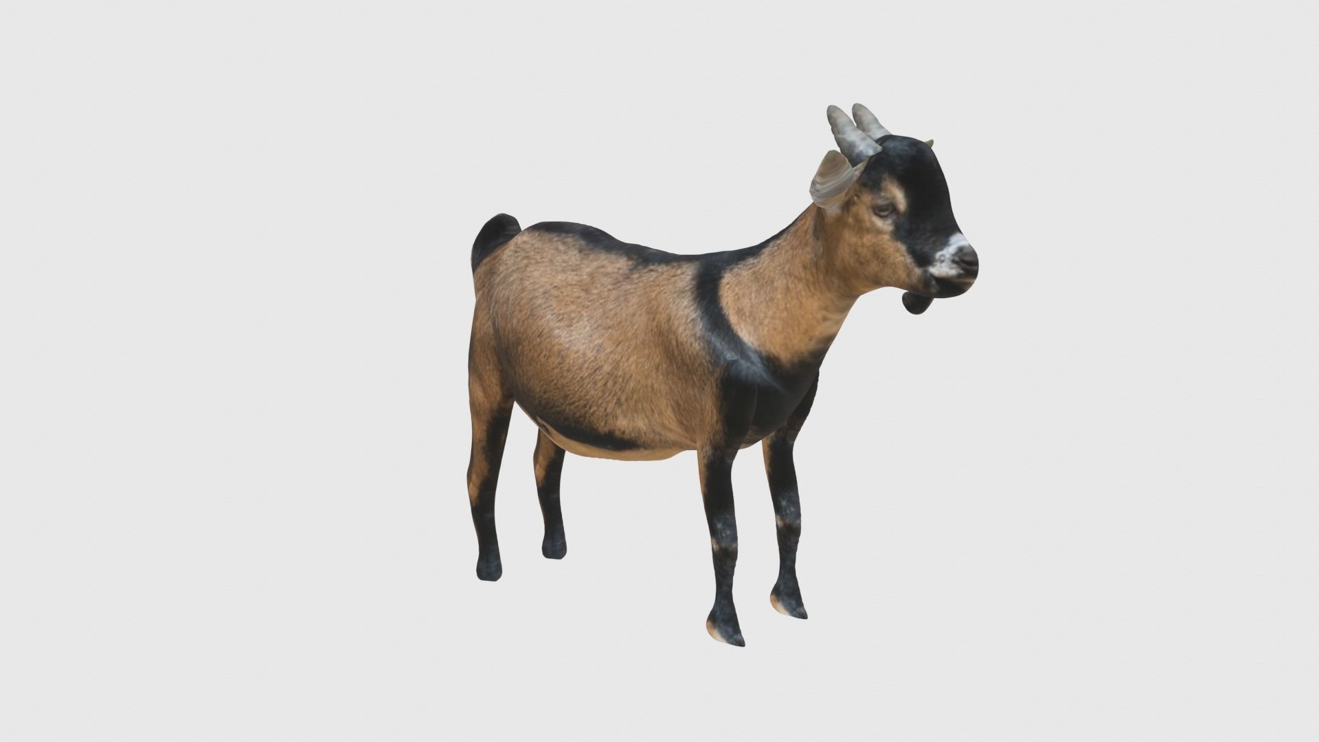 Low Poly Goat Rigged With Realistic Texture 3D model rigged | CGTrader