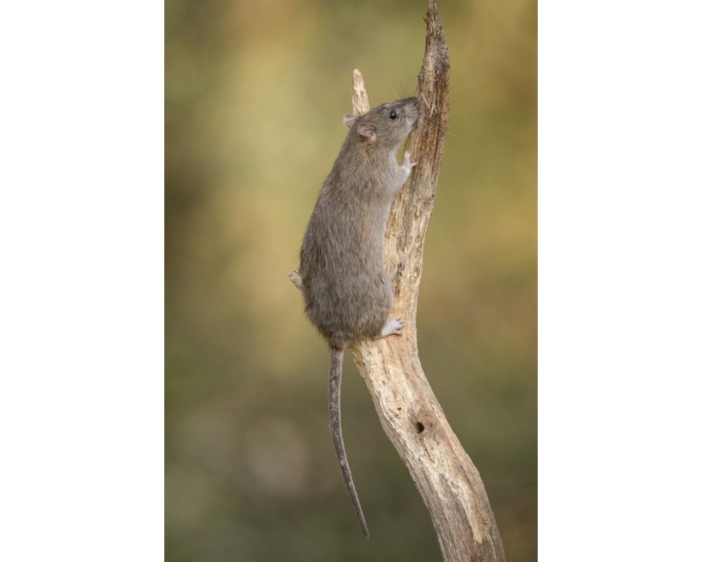 Low Poly Rat Rigged With Realistic Texture 3D model rigged | CGTrader