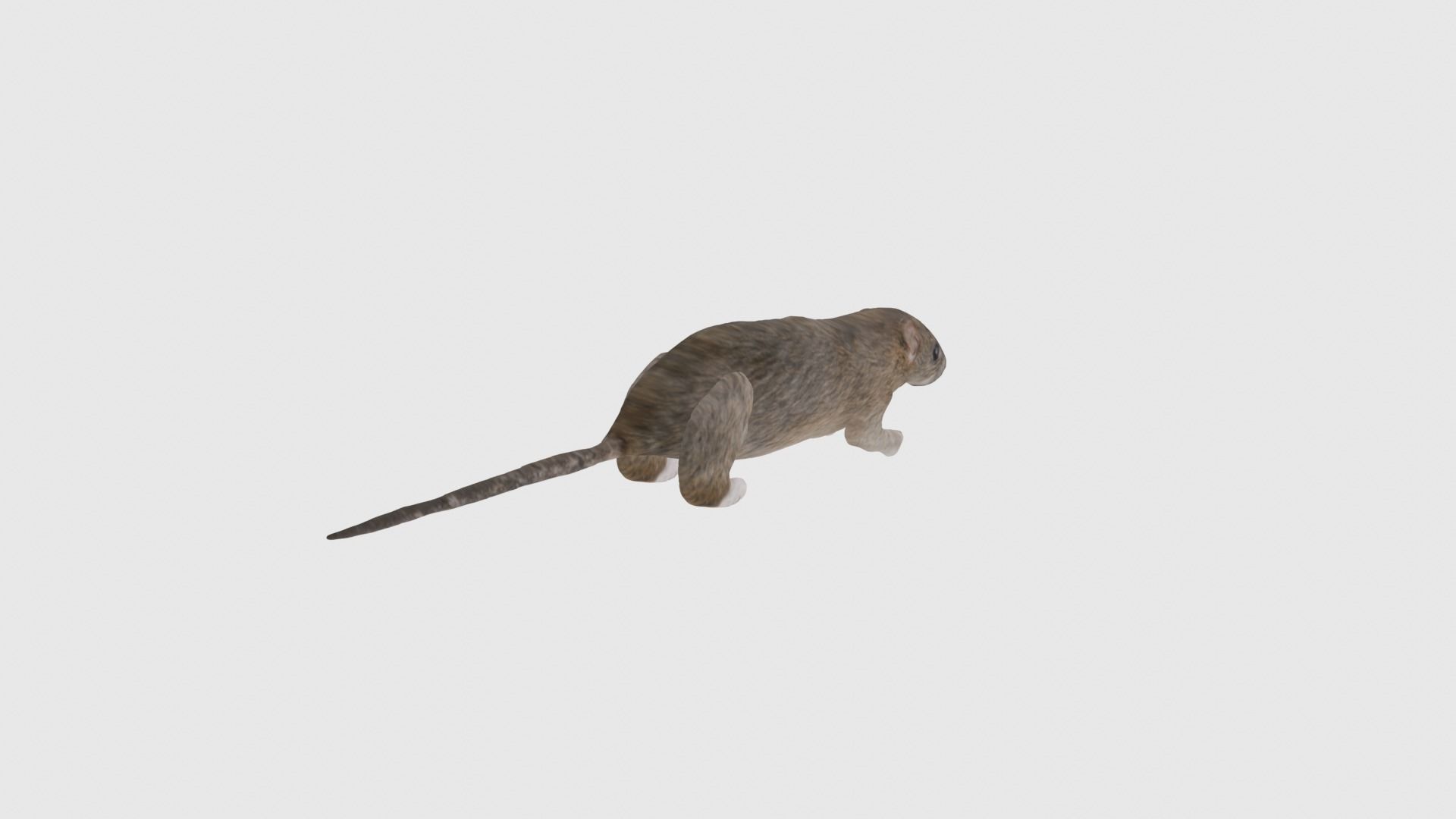 Low Poly Rat Rigged With Realistic Texture 3D model rigged | CGTrader