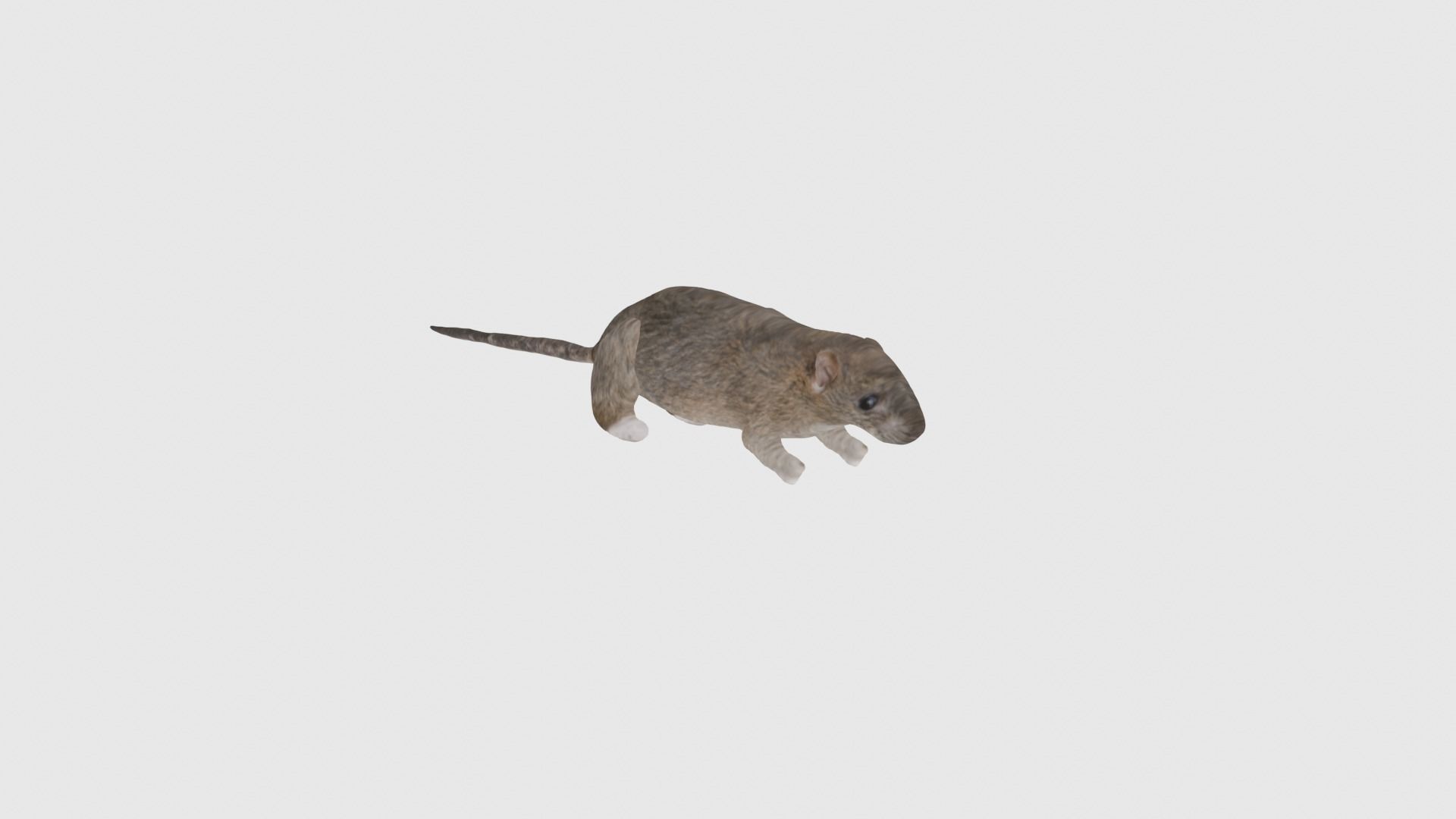 Low Poly Rat Rigged With Realistic Texture 3D model rigged | CGTrader