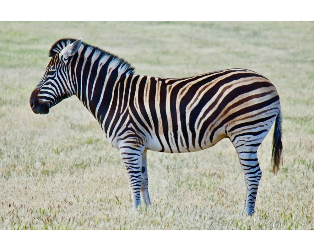 Low Poly Zebra Rigged With Realistic Texture 3D model rigged | CGTrader